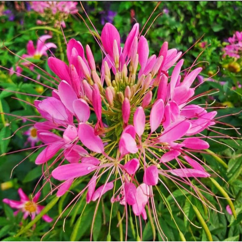 Jual Tanaman hias bunga cleome/laba laba/spider flower | Shopee Indonesia