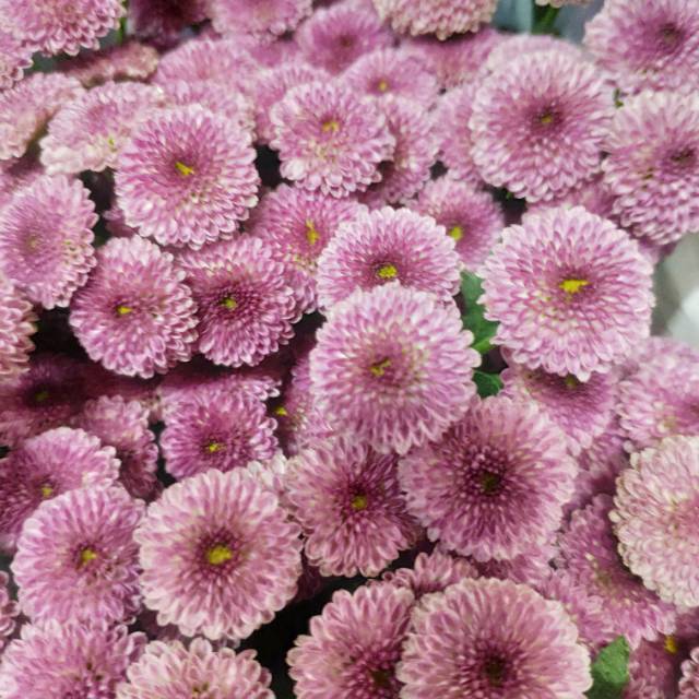 Jual Bunga Calimero asli fresh 10 tangkai murah ayanaflorist | Shopee ...