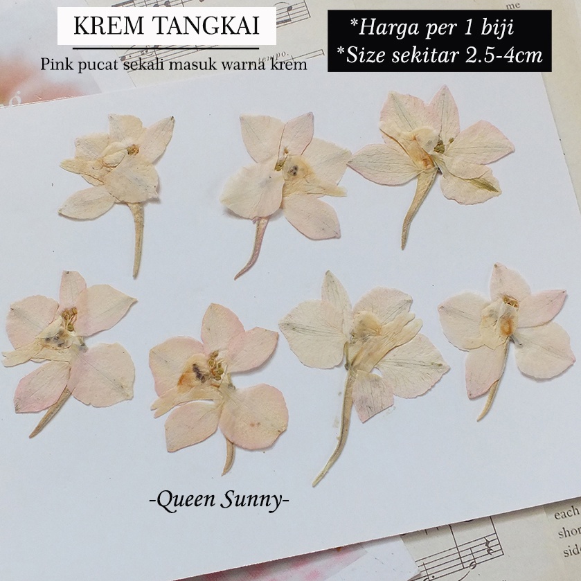 Jual Bunga Kering Peony Lakspur Dry Flower Dried Pressed Flower isi ...
