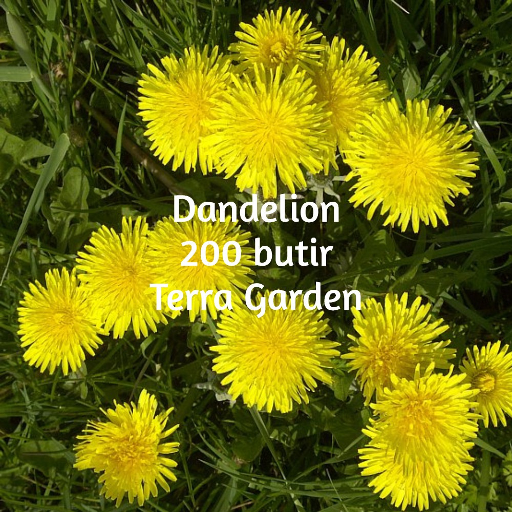 Jual Biji Benih Bunga Dandelion Randa tapak 200 seeds | Shopee Indonesia