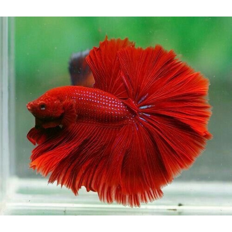 Jual Halfmoon Super Red MALE Gratis Packing siz m | Shopee Indonesia