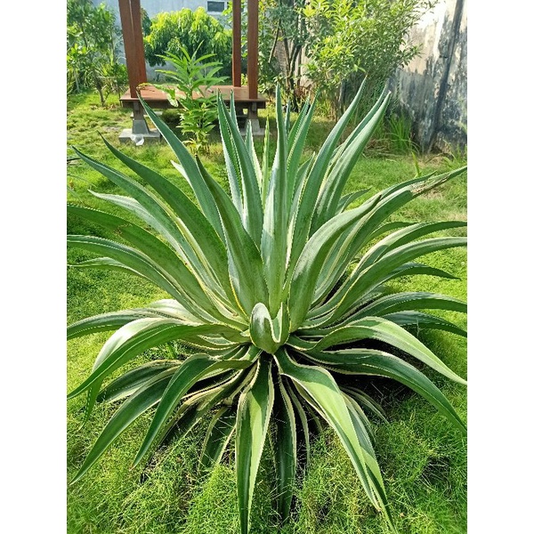 Jual bibit anakan bunga tanaman agave siklok/ mahkota / hijau strip ...