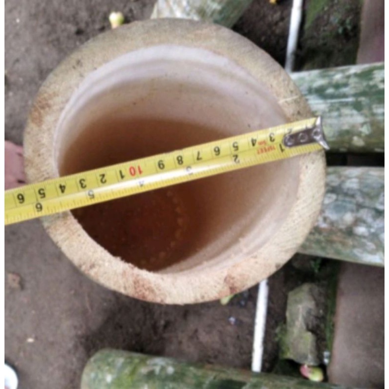 Jual bambu langka diameter 12-16 cm panjang 75 cm | Shopee Indonesia