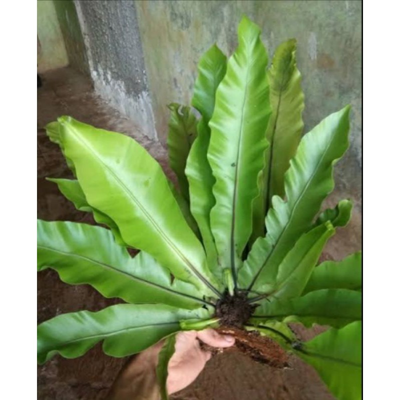 Jual Tanaman pakis kadaka / pakis sarang burung | Shopee Indonesia