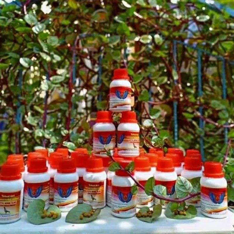 Jual RJB JAMU MERPATI KOLONGAN ORIGINAL ISI 100 BUTIR | Shopee Indonesia