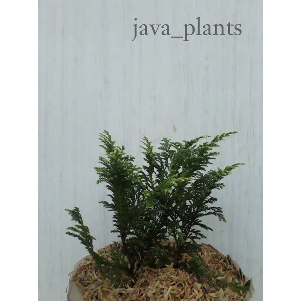 Jual Tanaman Cemara kinoki putih (inoki salju) | Shopee Indonesia