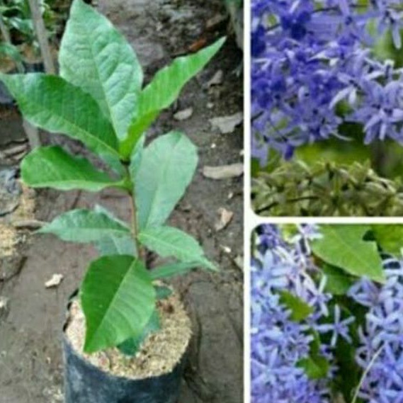 Jual tanaman hias bunga petrea/patrea | Shopee Indonesia