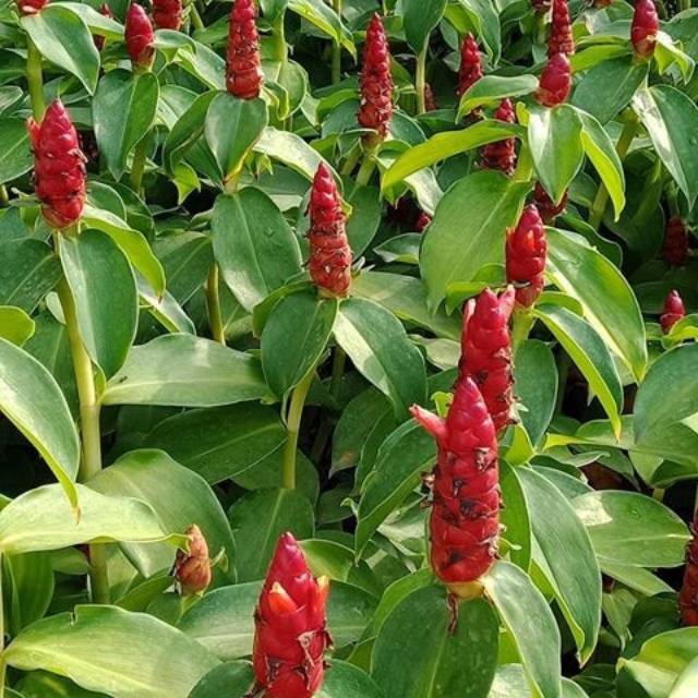 Jual Tanaman bunga pacing pentul tanaman hias pacing pentol costus ...