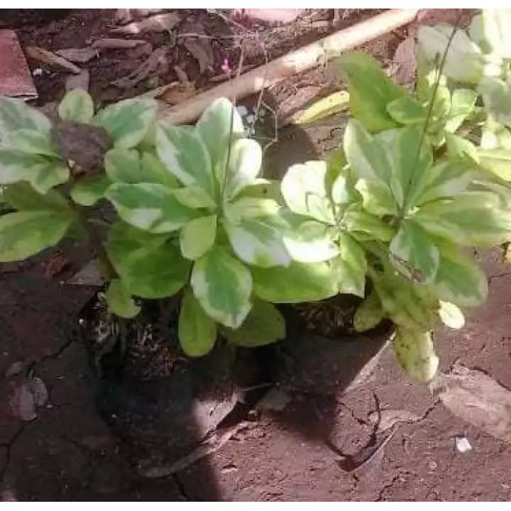 Jual Endah Garden tanaman bunga hias ginseng variegata | Shopee Indonesia