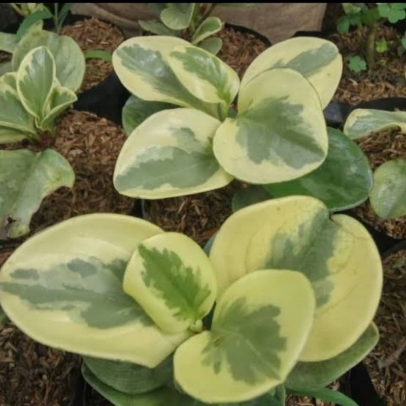 Jual tanaman hias teplan varigata | Shopee Indonesia