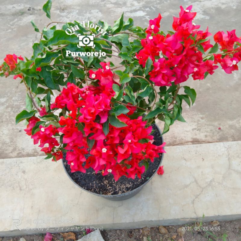 Jual TANAMAN HIAS BUGENVIL BUNGA KERTAS// MERAH MARRY | Shopee Indonesia