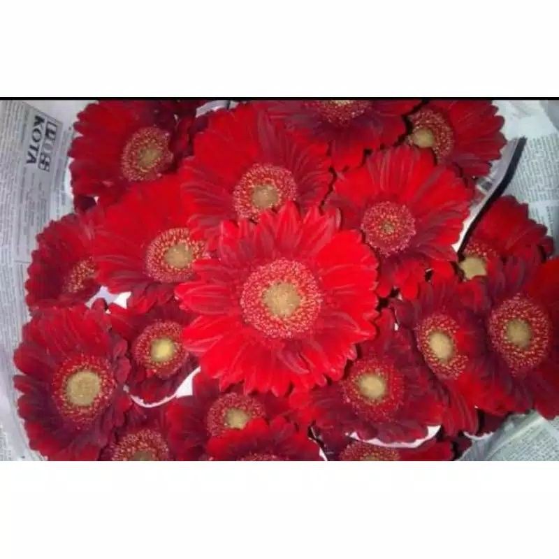 Jual Bunga Garbera 10 Tangkai | Shopee Indonesia