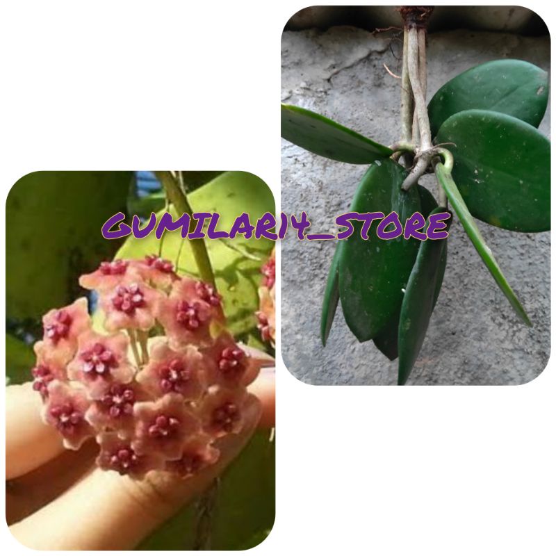 Jual Anggrek Hoya Merah | Shopee Indonesia