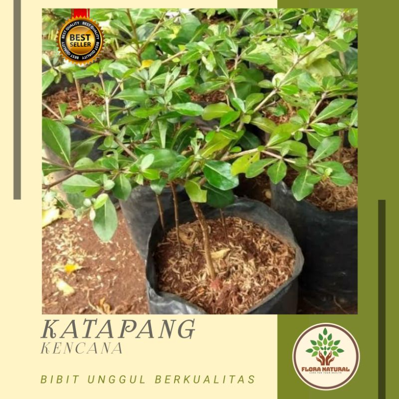 Jual Bibit tanaman katapang kencana Pohon katapang kencana | Shopee ...