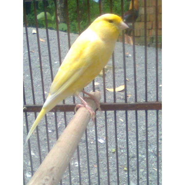 Jual Burung Kenari Af Super Afs Rasa F1 Ys Banyak Pilihan | Shopee ...