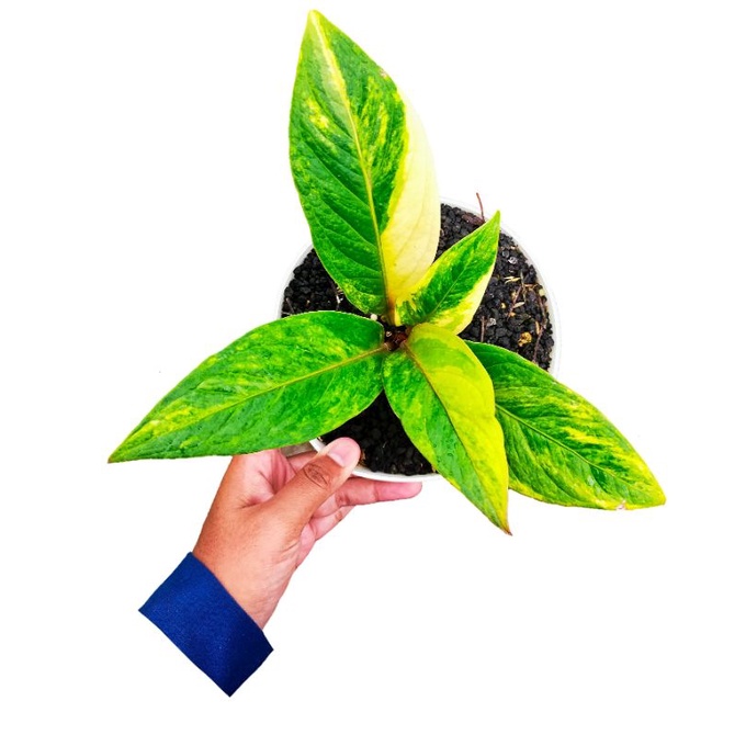 Jual anthurium Jemani red dunhill | Shopee Indonesia