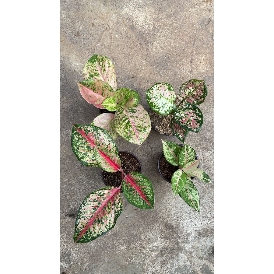 Jual bunga aglonema paket 4 pohon | Shopee Indonesia Jual bunga aglonema paket 4 pohon | Shopee Indonesia