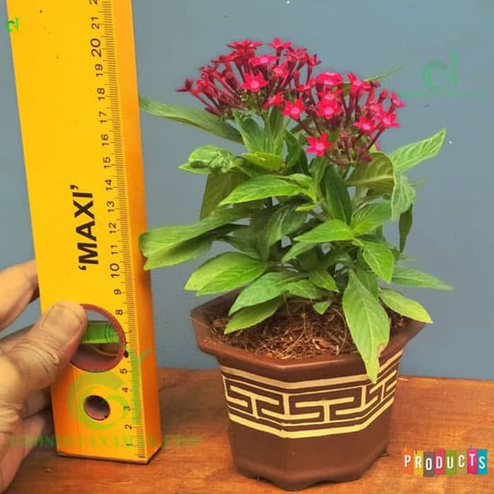 Jual Tanaman hias pentas bunga merah | pentas lanceolata red | Shopee ...
