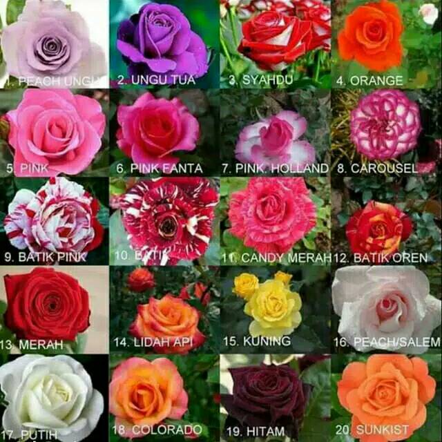 Jual Paket mawar 10 pohon bebas memilih warna / mawar holland / mawar ...