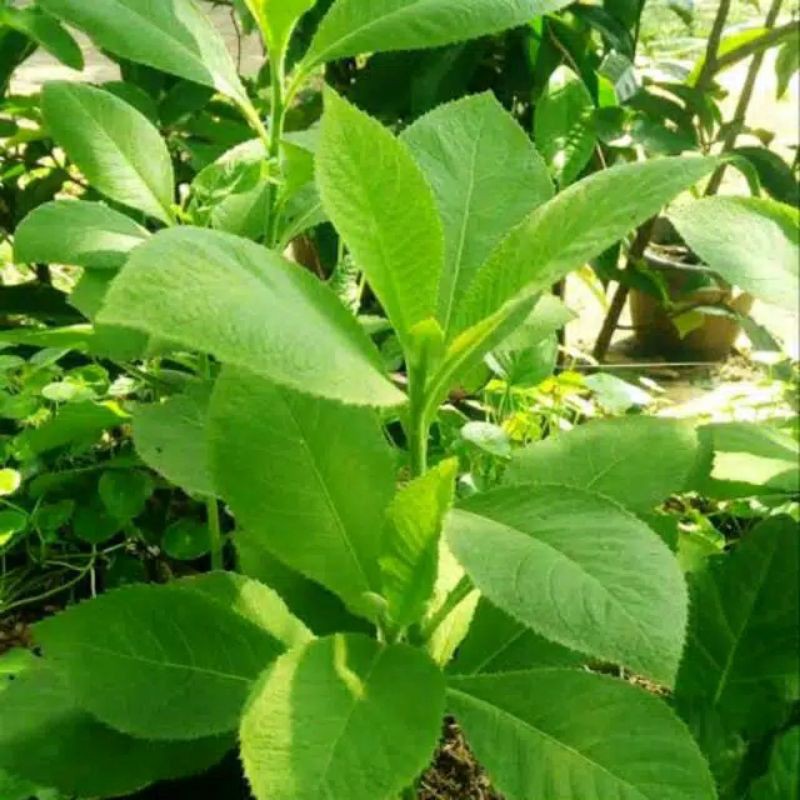 Jual daun sembung segar 100gram non pestisida siap petik ke kebun ...