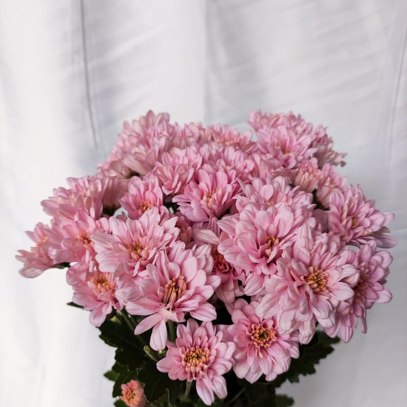 Jual Bunga Aster Jimla | Shopee Indonesia