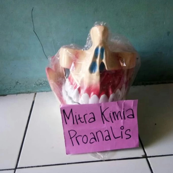 Jual MODEL TORSO PERAGA GIGI MANUSIA | Shopee Indonesia