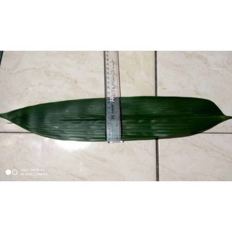 Jual Daun bambu / daun bacang / daun bakcang / daun kicang / daun /daun ...