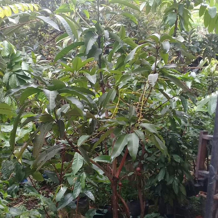 Jual pohon buah mangga cokanan 2 meter | Shopee Indonesia