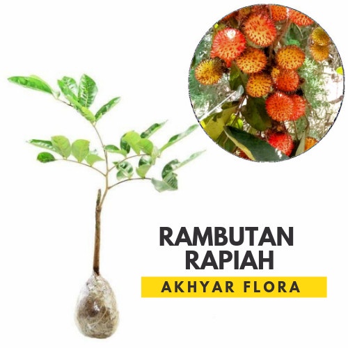 Jual BIBIT RAMBUTAN RAPIAH BIBIT TANAMAN BUAH RAMBUTAN RAPIAH | Shopee ...