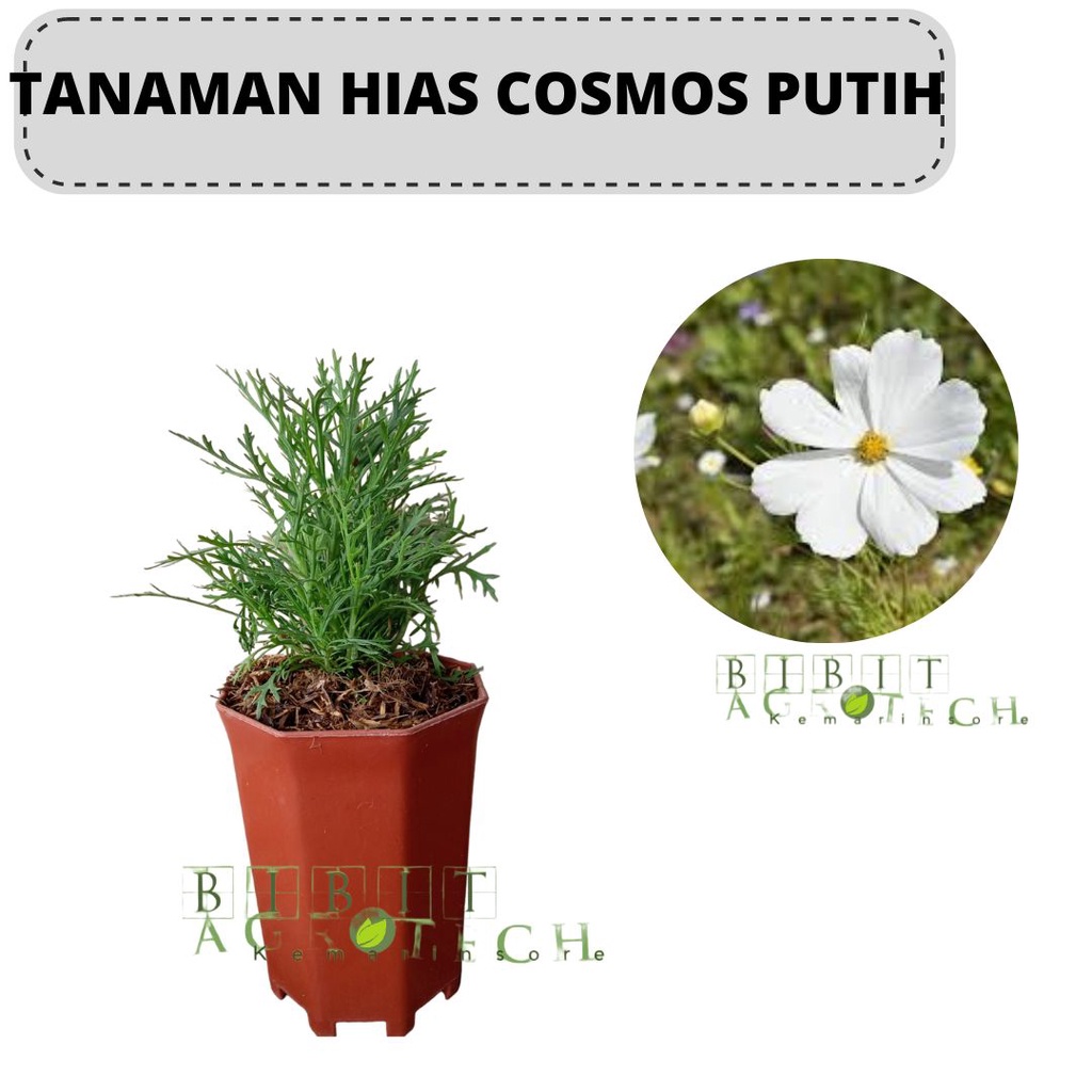 Jual Bibit Tanaman Hias Bunga Cosmos Putih/Bibit Bunga Cosmos/Bunga ...