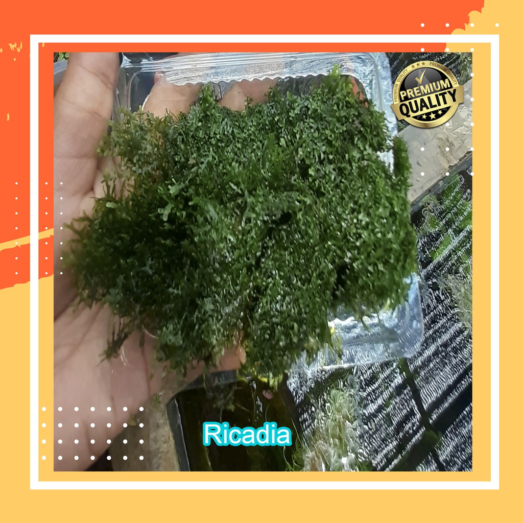 Jual Tanaman Aquascape Hiasan aquarium Moss Ricardia | Shopee Indonesia