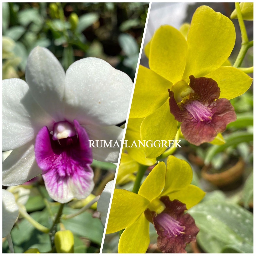 Jual Paket 2 Anggrek Dendrobium Sudah Berbunga - Anggrek bunga - Bunga ...