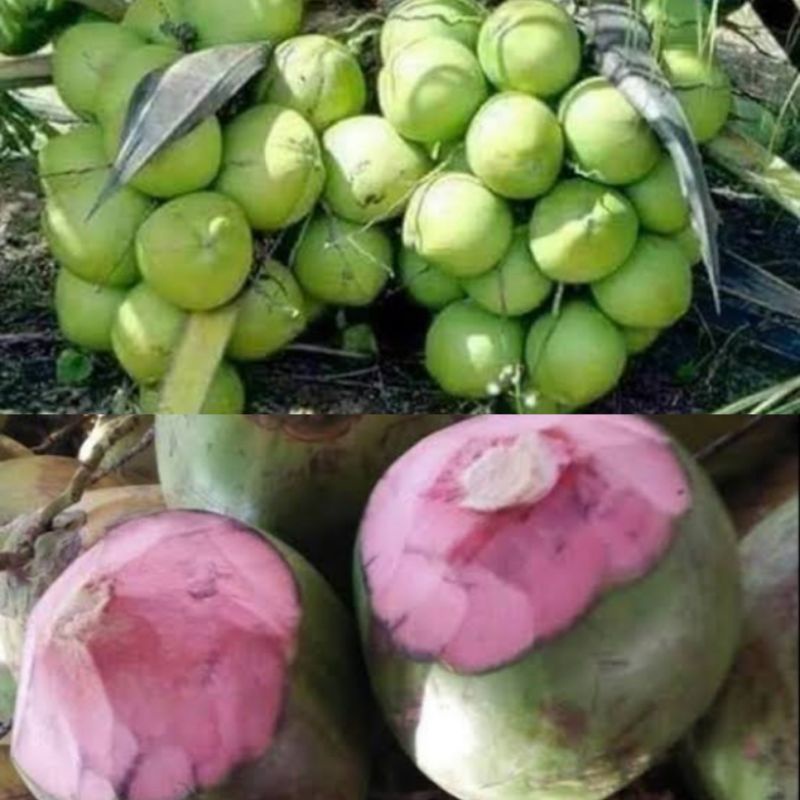 Jual kelapa ijo obat kulit merah | Shopee Indonesia