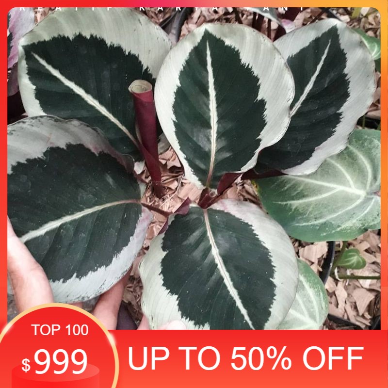 Jual Calathea cynthia - Calatea sintia silver - Calathea marion ...