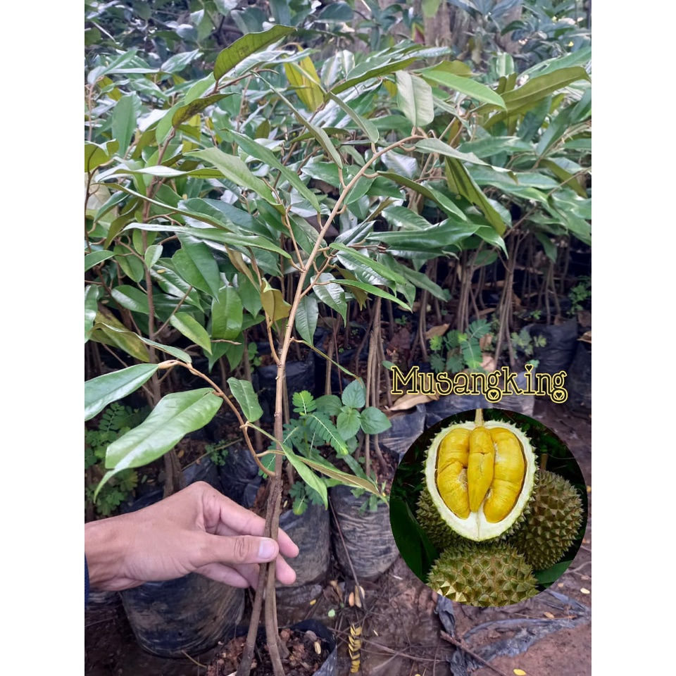 Jual BIBIT DURIAN KAKI 3 MUSANGKING OKULASI | Shopee Indonesia Jual BIBIT DURIAN KAKI 3 MUSANGKING OKULASI | Shopee Indonesia