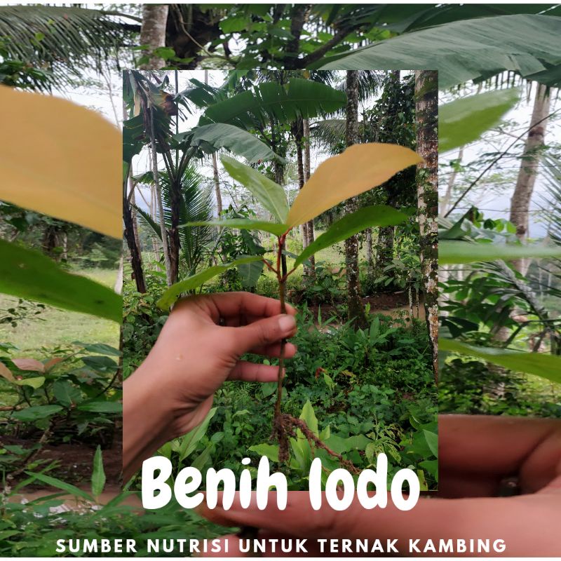 Jual BIBIT DAUN LODO(sumber nutrisi ternak, kambing sangat suka dengan ...