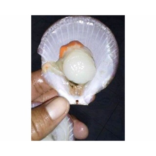 Jual kerang simping merah putih 1kg | Shopee Indonesia