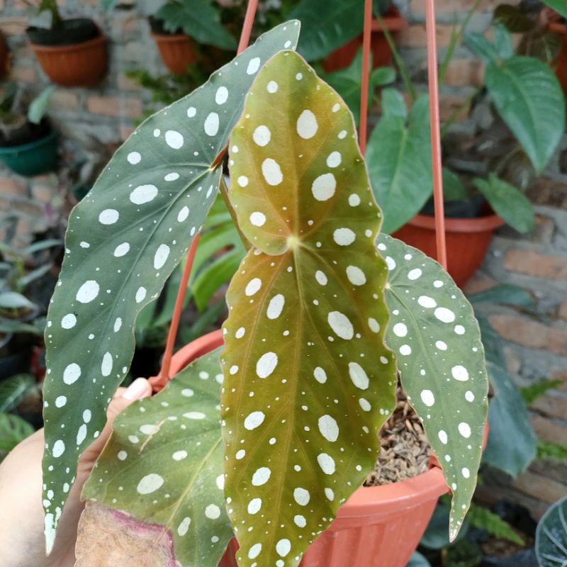 Jual Begonia Polkadot Angel Wings (Khusus P.Jawa dan Bali) | Shopee ...