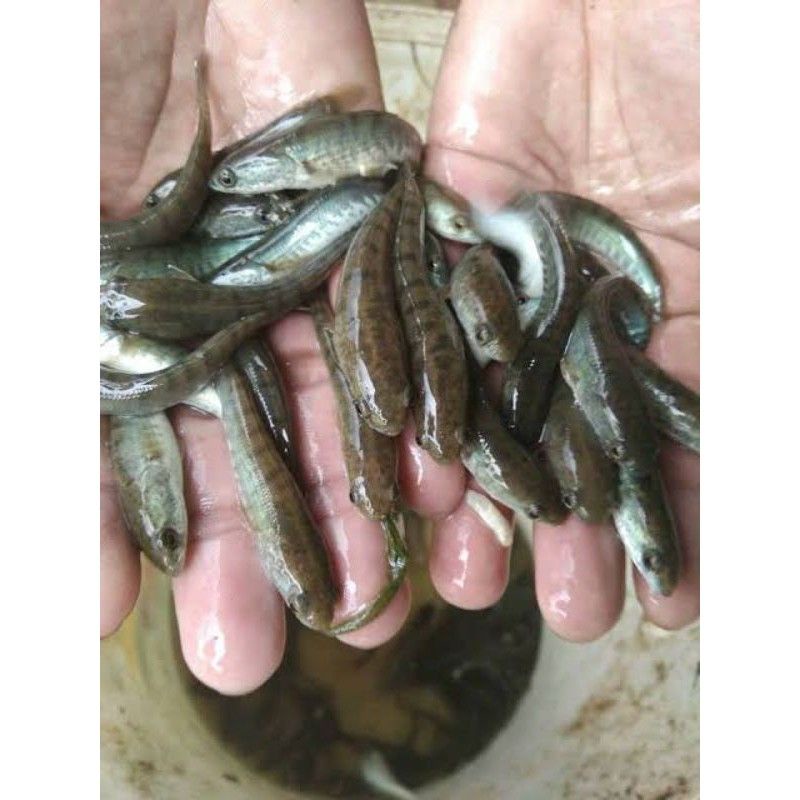 Jual Bibit ikan gabus pasar parung | Shopee Indonesia
