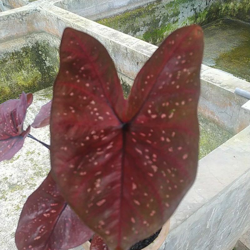 Jual Caladium Dark choco/chocolate (bibit) | Shopee Indonesia