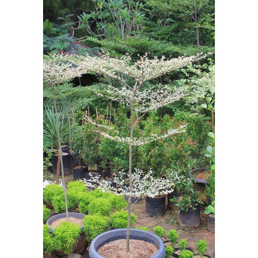 Jual bunga/pohon ketapang kencana varigata termurah tinggi 2 m | Shopee ...