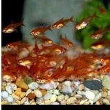 Jual ikan Hias amandae tetra aquascape | Shopee Indonesia
