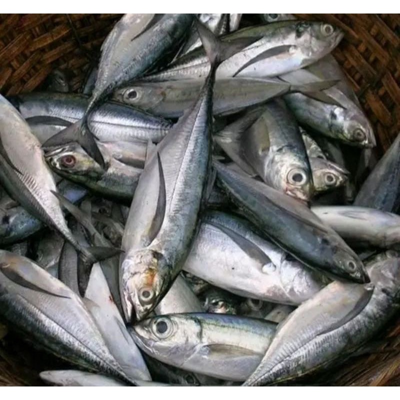 Jual Ikan Tengkek Segar Fresh Froen 1kg | Shopee Indonesia