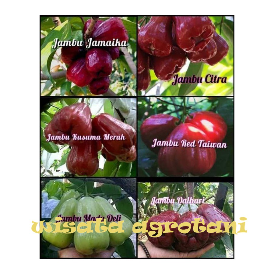 Jual paket 6 bibit jambu air jamaika,citra,Kusuma merah,red Taiwan ...