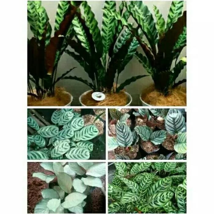Jual Paket tanaman hias 5 jenis tanaman calathea tanaman indoor kalatea ...
