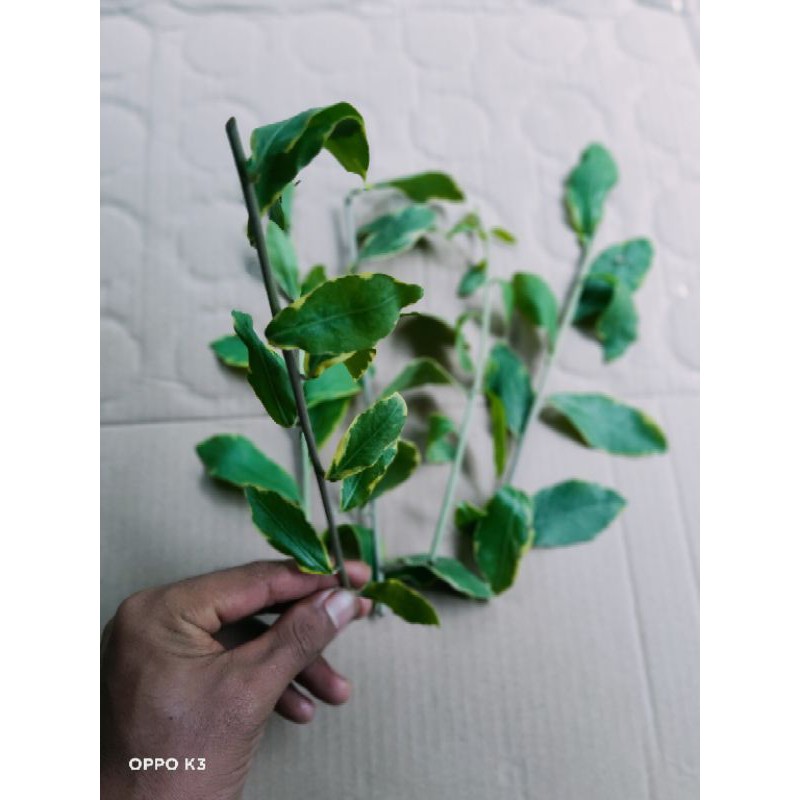 Jual Likuanyu variegata, bibit li kwan yu, stek 1 batang likuan yu ...