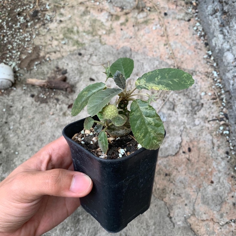 Jual Dorstenia Foetida Variegata, tanaman caudex, tanaman gurun, kaktus ...