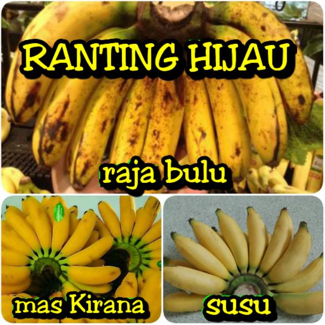 Jual Paket 3 jenis bibit buah pisang raja bulu, mas Kirana,susu (pisang ...