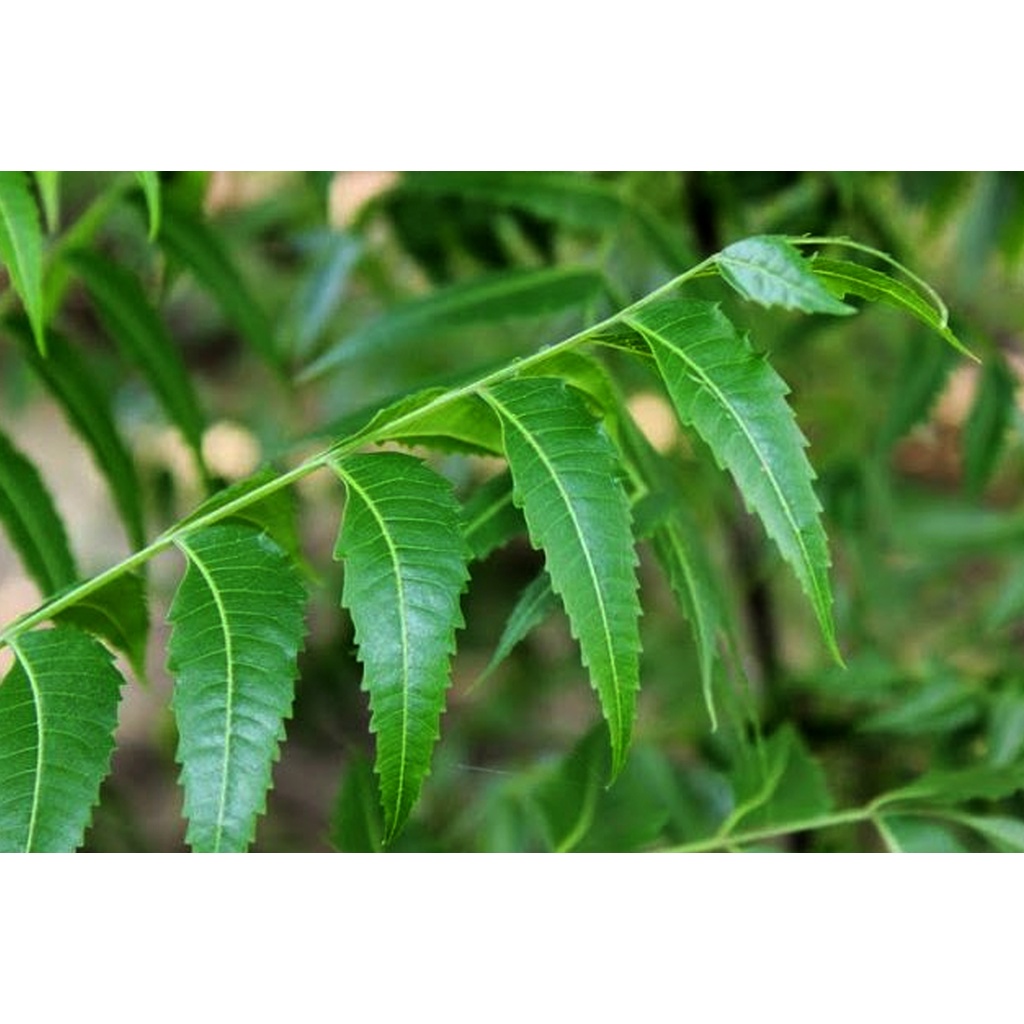 Jual BIBIT POHON MIMBA TANAMAN HERBAL PENGHILANG GATAL MURAH ( BELI 2 ...