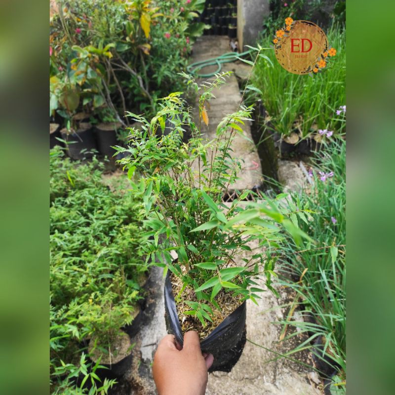 Jual bambu micro mini | Shopee Indonesia